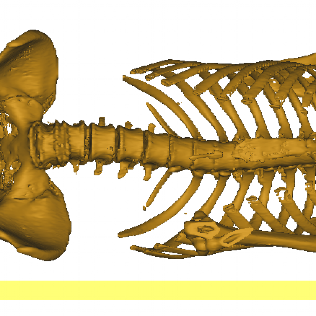 Biomechanics – UAlberta Structures Group